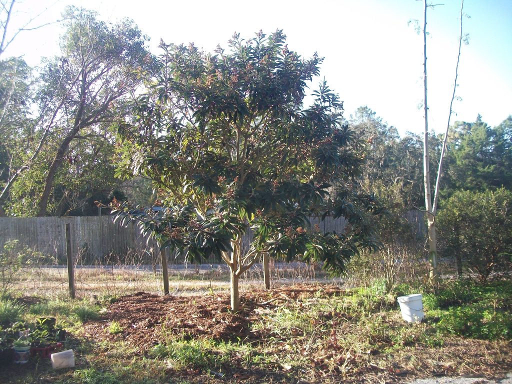 Florida Forest Gardens - Edible food forests for every family